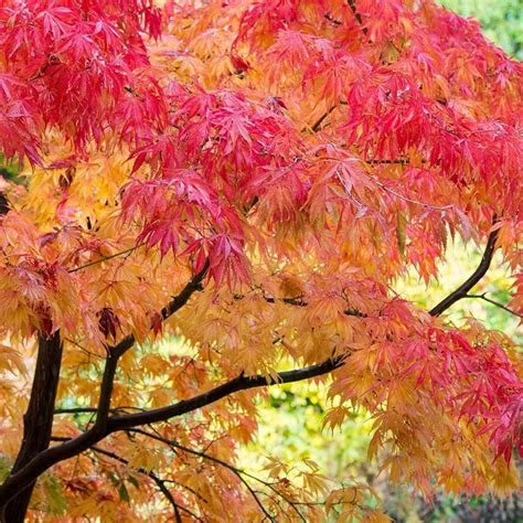 Fireglow Japanese Maple Tree Acer Palmatum Fireglow Seeds New For