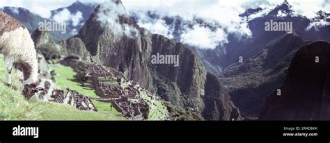 Panoramic Of Alpaca Grazing Infront Of Machu Picchu Inca Ruins Stock Photo Alamy