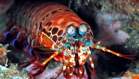 Mantis Shrimp Have Really Surprising Brains Futurity
