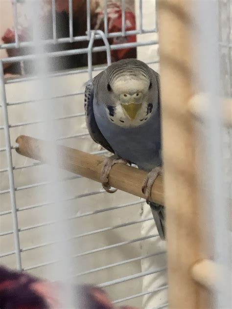 Sex Of Parakeet Rparakeets