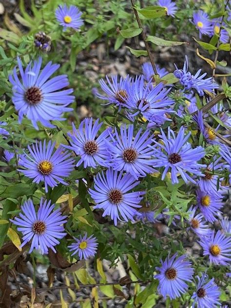 Faded Blue Aster Flower
