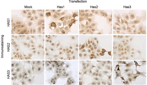 The Specificity And Possible Cross Reactivity Between Has Antibodies Download Scientific