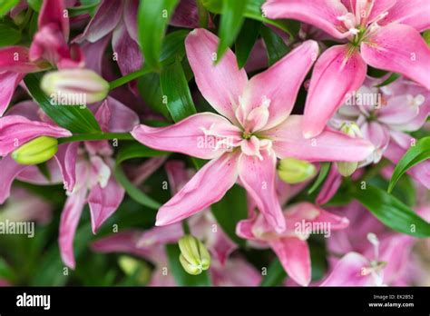 Lily Candy Blossom Stock Photo Alamy