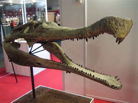 Ancient Crocodile Fossil