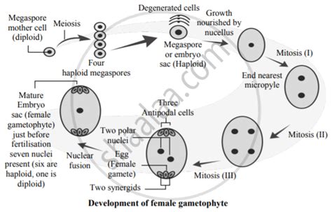 Describe The Development Of Female Gametophyte Of Angiosperms With The