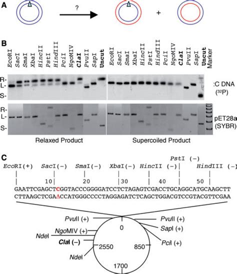 restriction enzyme mapping of the replication intermediate a