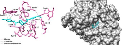 Binding Mode Of Compound 2 At The Active Site Of Ache Pdb Code 1c2b