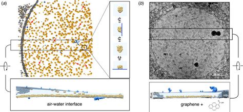 Electron Cryo Tomography Of Fatty Acid Synthase Fas On Cryoem Grids