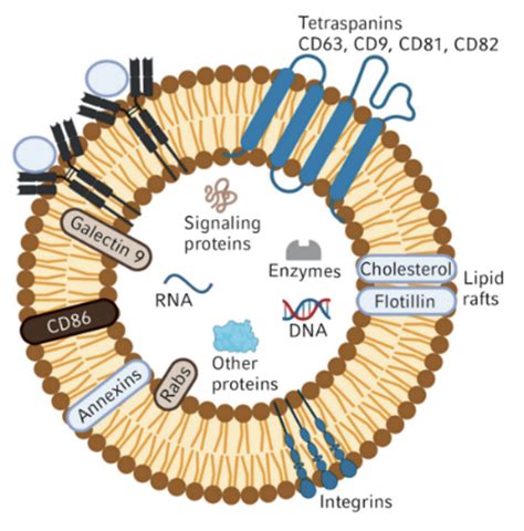 Production Of Msc Derived Exosomes Using Bioreactor Systems And Controllers