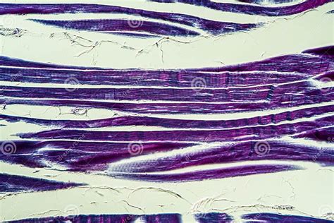 Striated Muscle Tissue Under The Microscope Stock Image Image Of