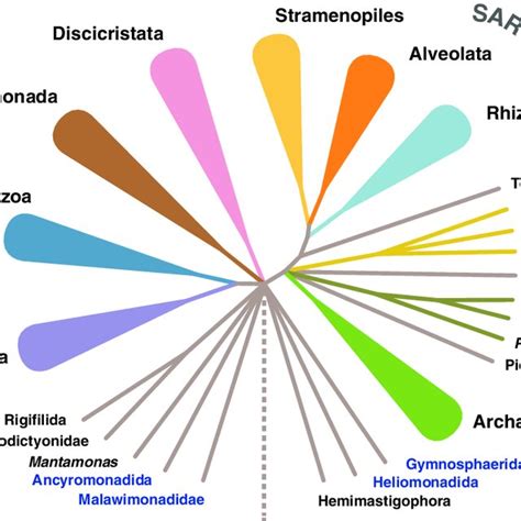 Phylogeny Of Eukaryotes Based Primarily On Brown Et Al 2013