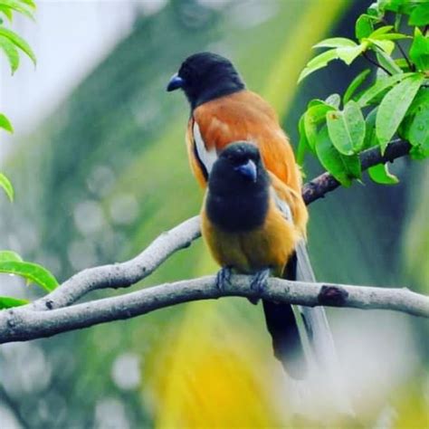 Bably Pradhan Youtube