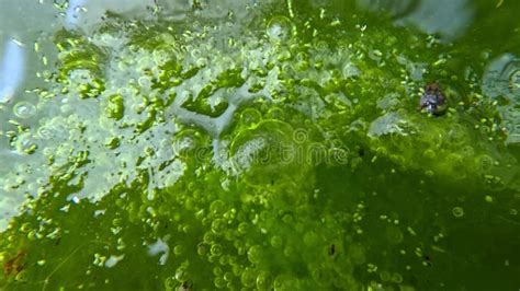 Oxygen Synthesis In A Reservoir Green Filamentous Algae In A Lake In