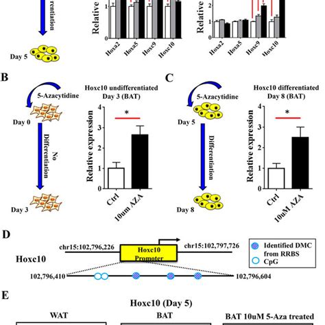 Pdf Dynamic Dna Methylation Landscape Defines Brown And White Cell Specificity During Adipogenesis
