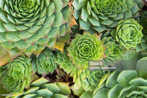 다 육 식물 녹색 배경입니다 자연 추상 패턴입니다 정원 단풍 0명에 대한 스톡 사진 및 기타 이미지 0명 개체 그룹 꽃 식물 Istock