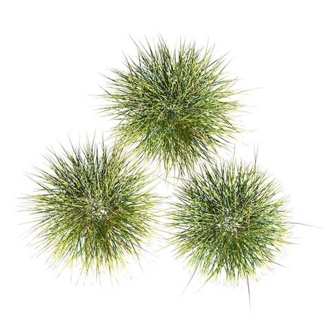 Grass Top View Png Grass Top View Png