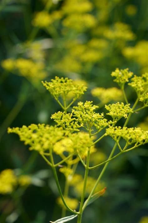 Patrinia Scabiosifolia Seeds £285 From Chiltern Seeds Chiltern Seeds