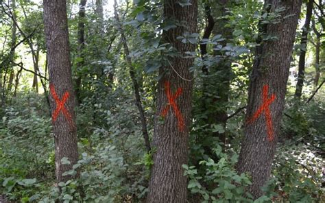 the ultimate guide to tree marking in ontario curb wise