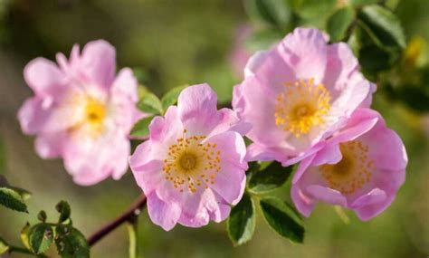 Rosa Moschata Rosa Rubiginosa Rosa Canina Rosa Englanteria L