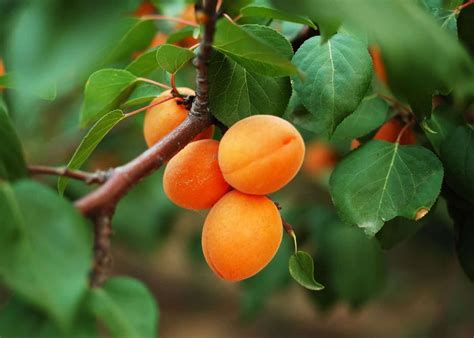 Apricot Tree Planting