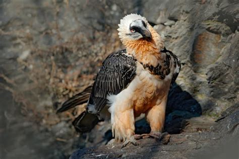 Bearded Vulture Sound