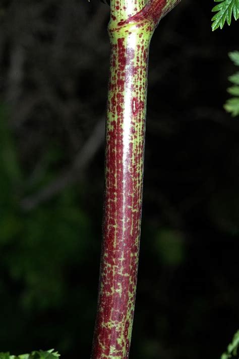 Conium Maculatum Apiaceae Image 15182 At