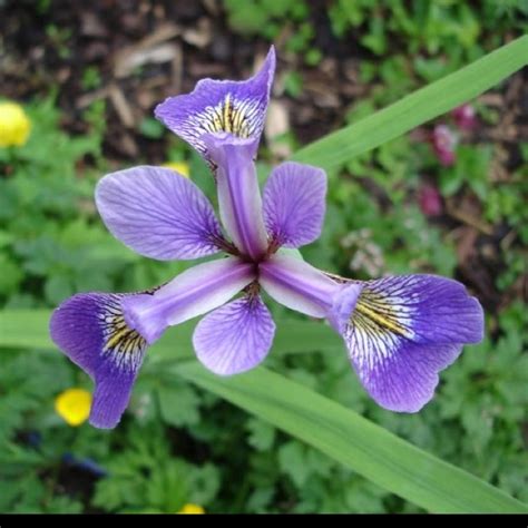Purple Iris Planting Guide