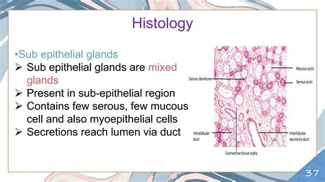 Maxillary Sinus Anatomy Histology Oralbio Pptx Ear Nose And Throat