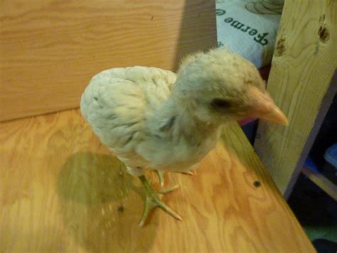 Poussins Easter Egger Identification