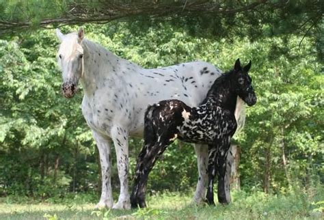 This Is What You Get When You Breed A Freisian With An Appaloosa