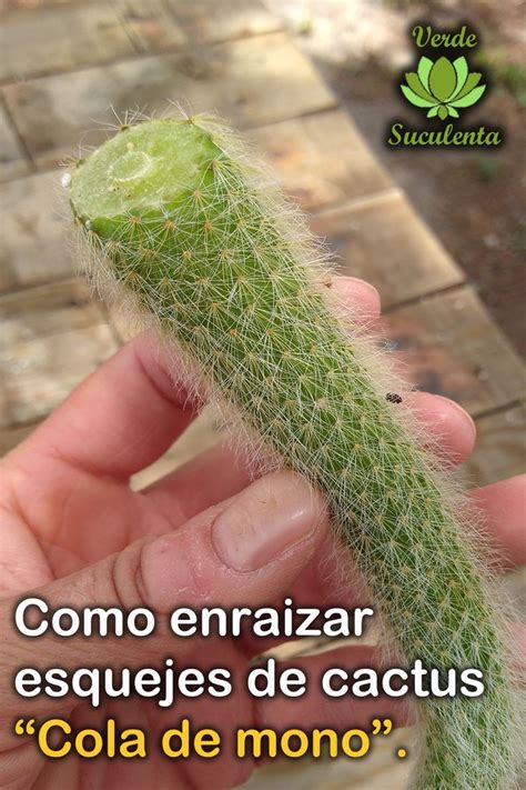 Conoce El Paso A Paso Para Enraizar Tus Colitas Plagas En Las
