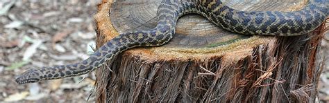 Australian Reptile Park Spotted Python
