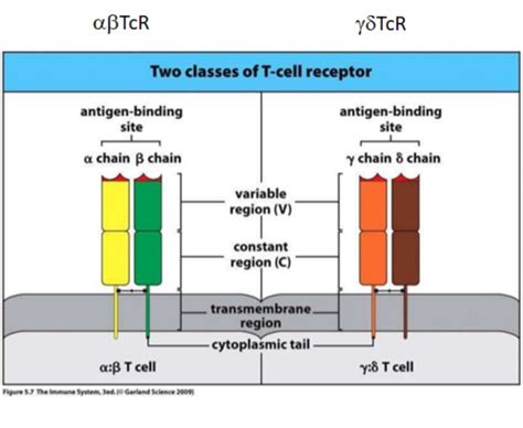 Lecture 13 Development Of The T Cell Repertoire Flashcards Quizlet