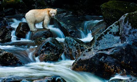 National Geographic Features Kitasooxaixais Nation And Spirit Bear