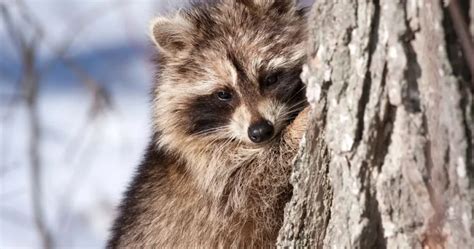 Do Raccoons Hibernate In Winter Critter Stop