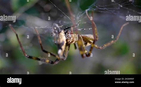 A Spider Caught An Insect On A Spider Web Stock Video Footage Alamy