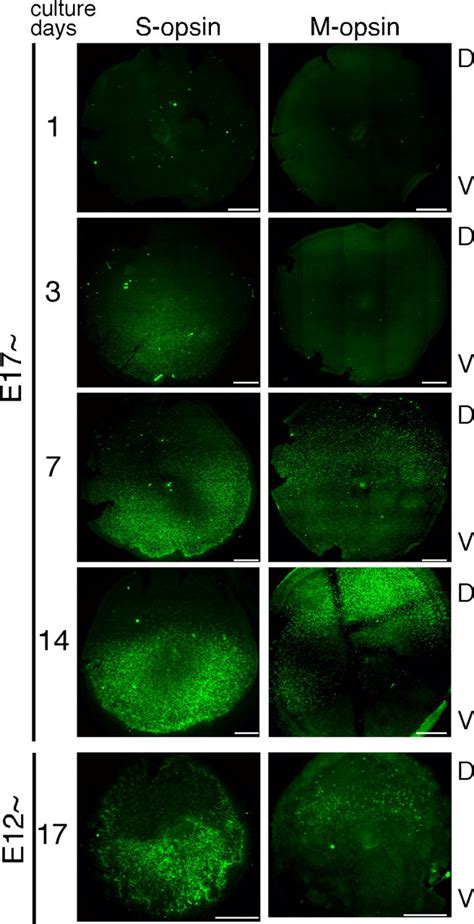 Erratum For Satoh Et Al The Spatial Patterning Of Mouse Cone Opsin