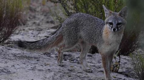 Have You Ever Heard What A Gray Fox Sounds Like It May Not Be What You