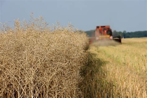 Wann Wird Raps Geerntet Der Ideale Erntezeitpunkt