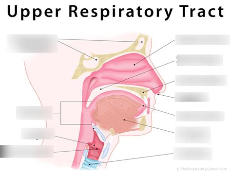 Upper Respiratory Tract Diagram Quizlet Upper Respiratory Tract Diagram Quizlet
