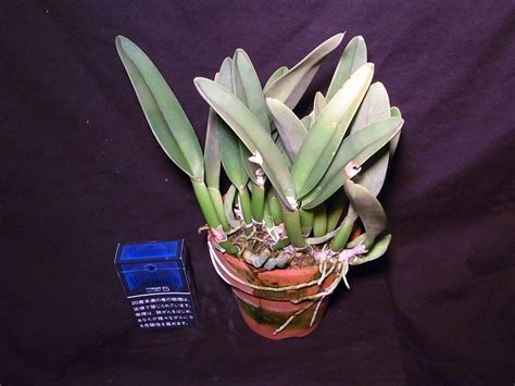 Yahoo オークション 【洋蘭原種】 Rl Glauca Yamaharu （og Bm