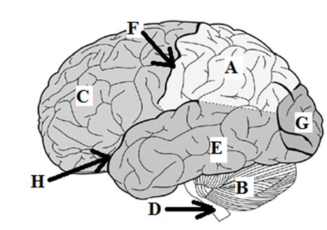 Sol Quiz Diagram Quizlet