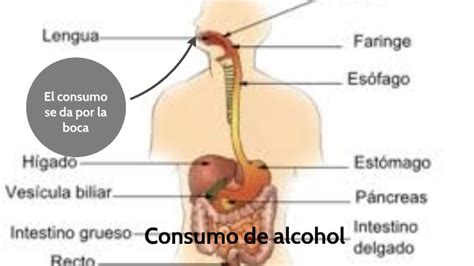 At2 Quimica Alcohol By Santiago Velez Poveda On Prezi