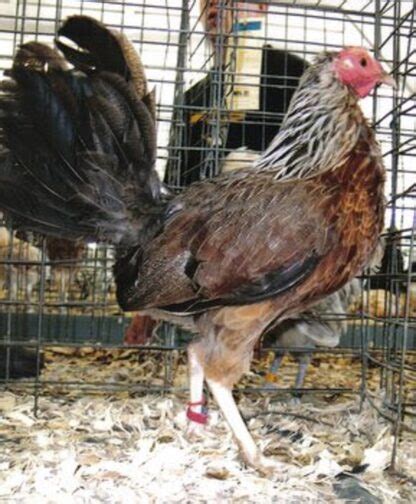 Golden Duckwing Standard Old English Chicks Cackle Hatchery®