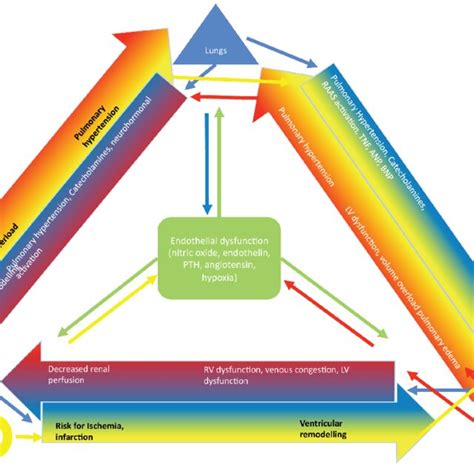 Dynamic View Of The Pathophysiology Of The Development Of Ph In Ckd Download Scientific Diagram