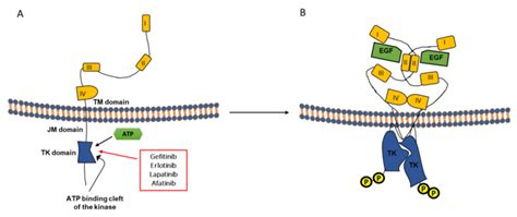 Egfr Structure And Activation A Ecd Of Egfr Consists Of Four