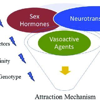 The Factors That Influence The Mechanism Of Sexual Attraction Are Shown Download Scientific