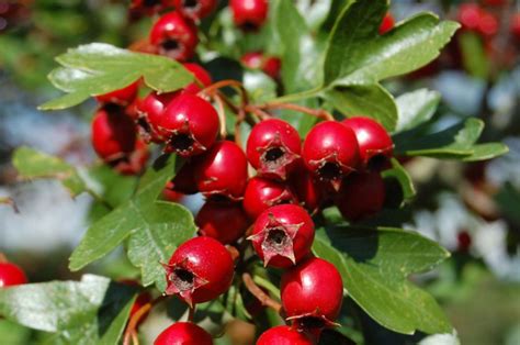 Glog Proslavili” Ga Kolac I Kristova Kruna Terra Vita