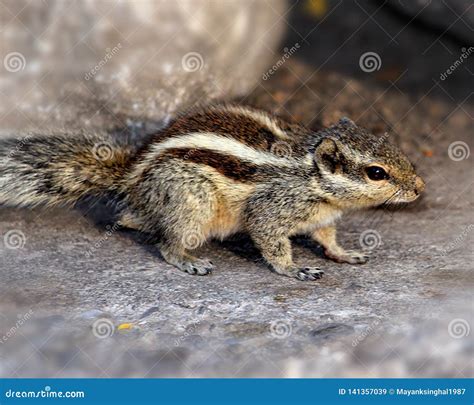 Pics Of Gilhari Fox Squirrel Stock Image Image Of Eyes Small 141357039