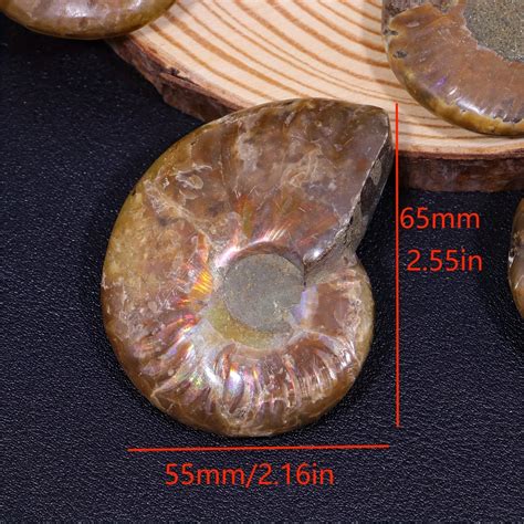 Ammonite Shell Fossil Rocks Gems And Jewelry